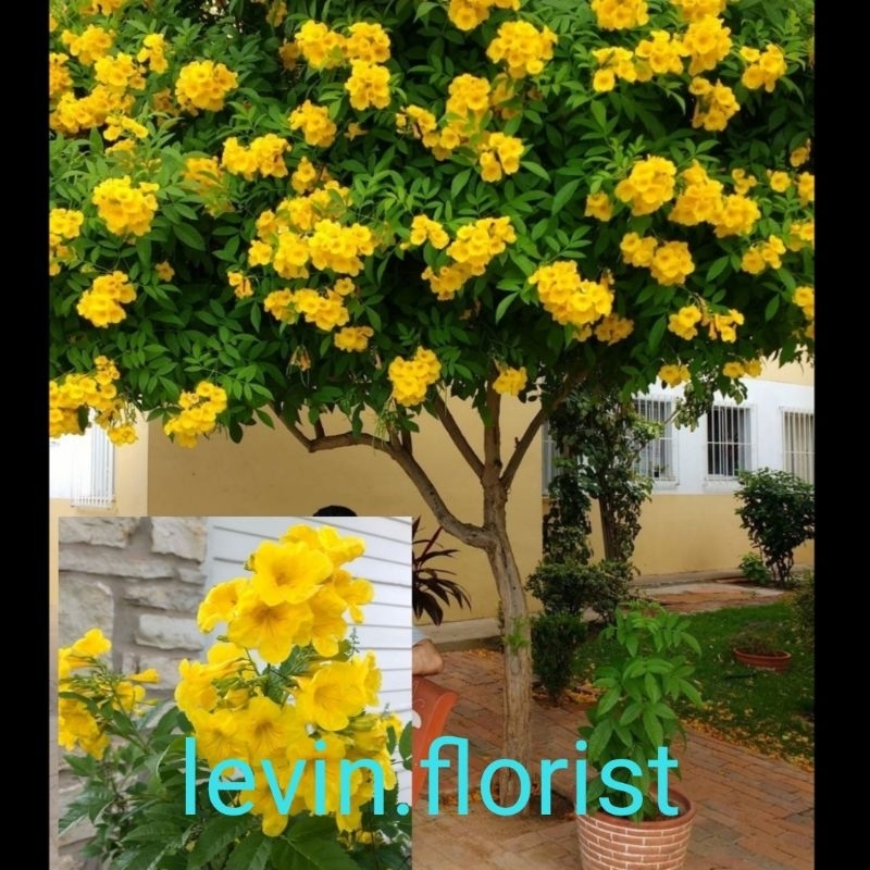 Jual Tecoma stans yellow / tecomaria cekomaria kuning / bibit tqnaman ...