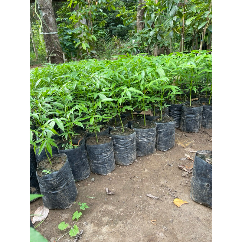 Jual paket 5 pohon bibit tanaman mangga | Shopee Indonesia Jual paket 5 pohon bibit tanaman mangga | Shopee Indonesia