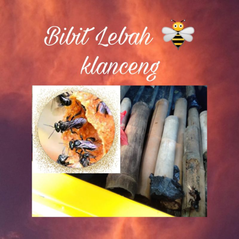 Jual Bibit Lebah Klanceng dalam bambu bibit Lebah trigona bibit Lebah ...