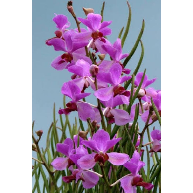 Jual Vanda douglas spesies cantik spik knop | Shopee Indonesia