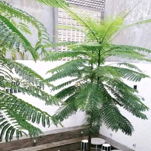 Jual Pakis Brazil ( Nephrolepis exaltata ) | Shopee Indonesia