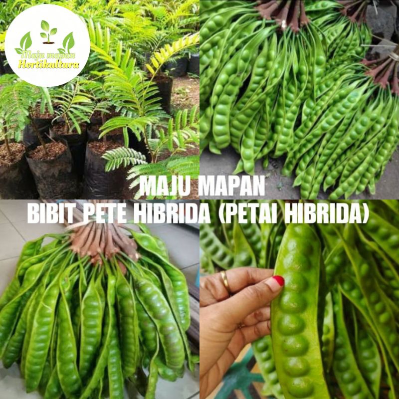 Jual BIBIT PETE/PETAI HIBRIDA SUPER | Shopee Indonesia