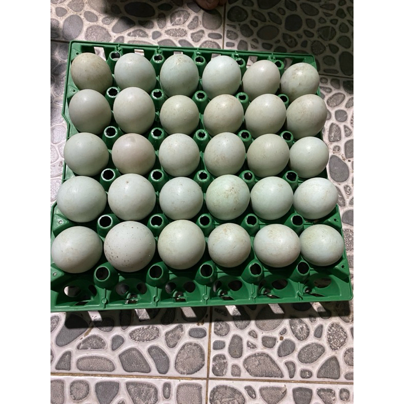 Jual Telur Omega 3 Ukuran ukuran Sedang-Kecil (BK) | Shopee Indonesia