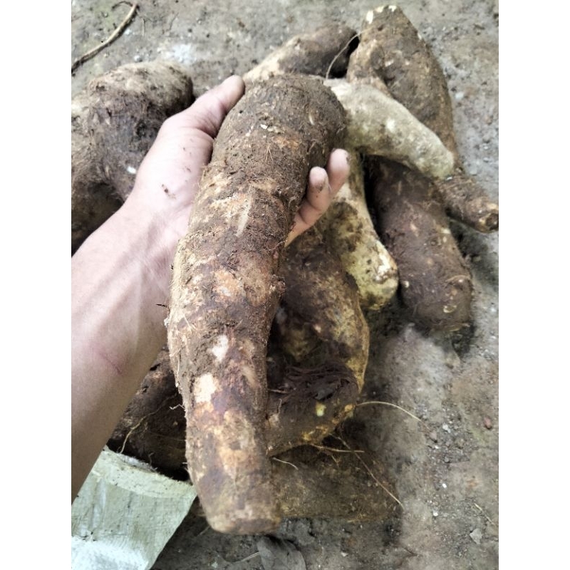 Jual KIMPUL/TALAS KEMASAN 1KG | Shopee Indonesia