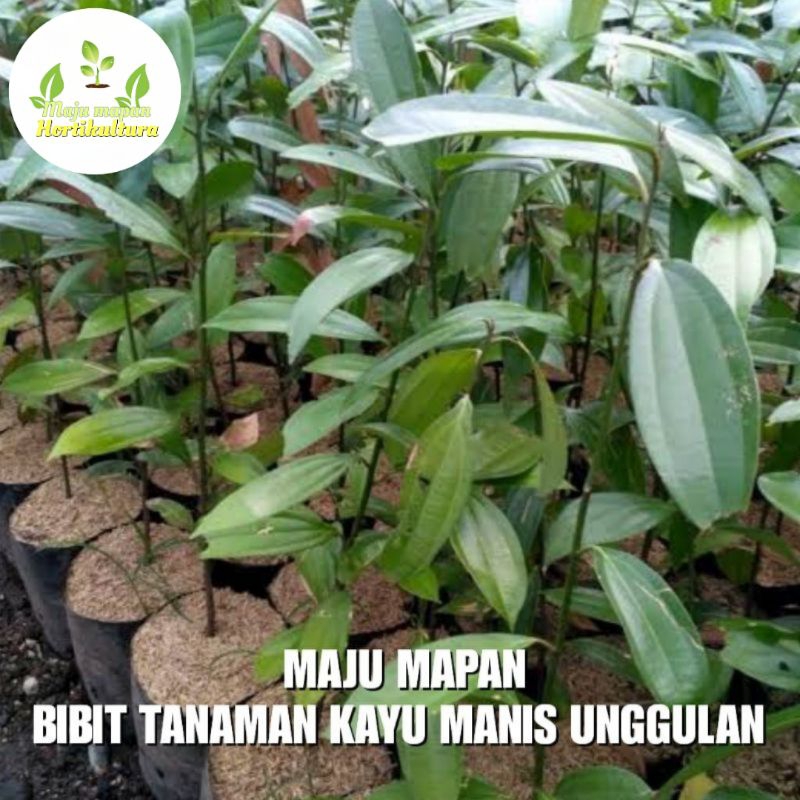 Jual BIBIT KAYU MANIS SUPER (SIAP TANAM) | Shopee Indonesia