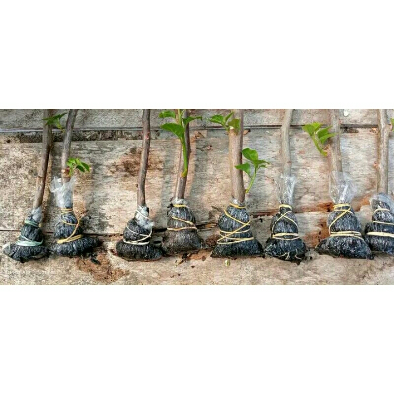 Jual batang stek bougenville lokal sudah akar 1kg isi 6(30k+Admin ...