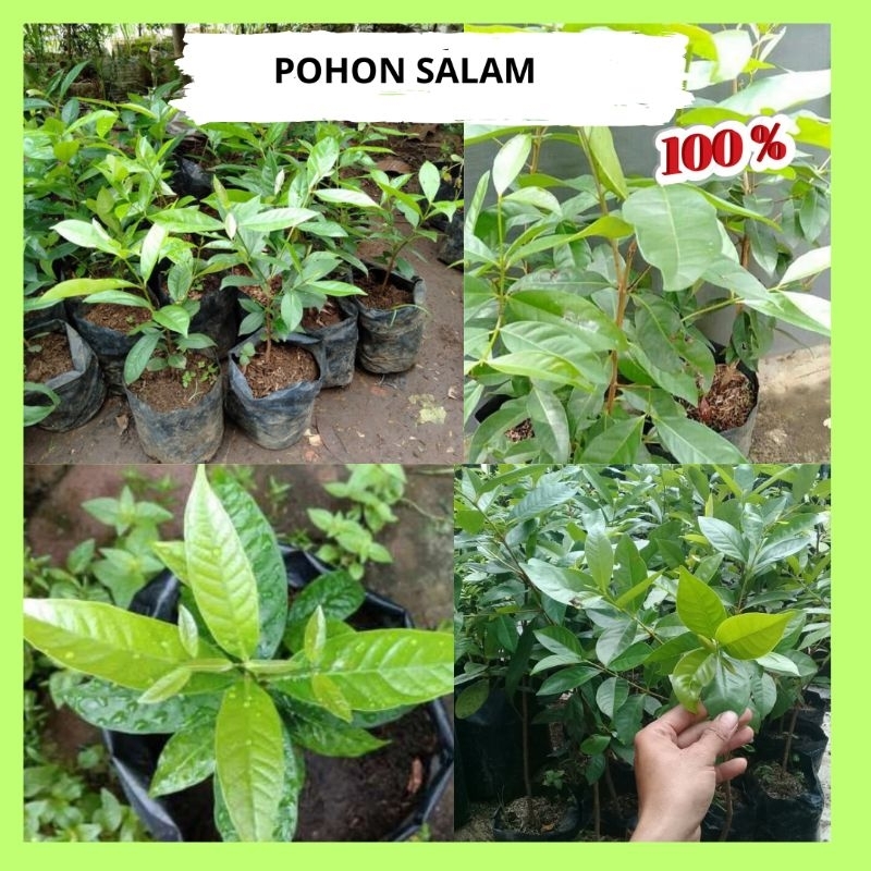 Jual Pohon Salam Hidup, Pohon Salam Untuk Masak | Shopee Indonesia