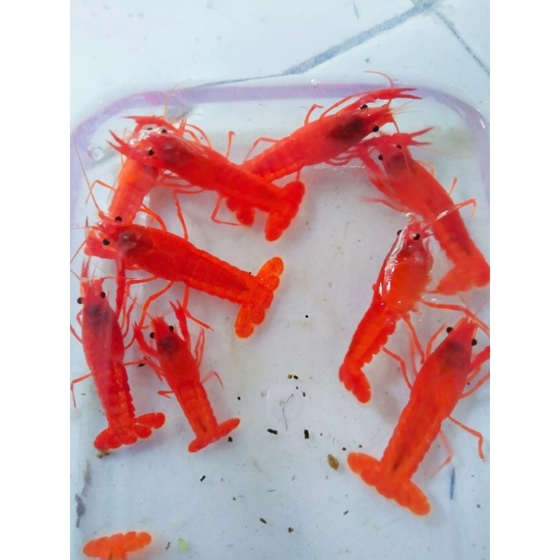 Jual lobster oren/merah hiasan aksesoris akuarium aquascape | Shopee ...