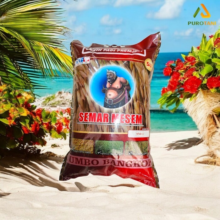 Jual Benih Padi INPARI 32 Bangkok Jumbo 5kg Semar Mesem | Shopee Indonesia