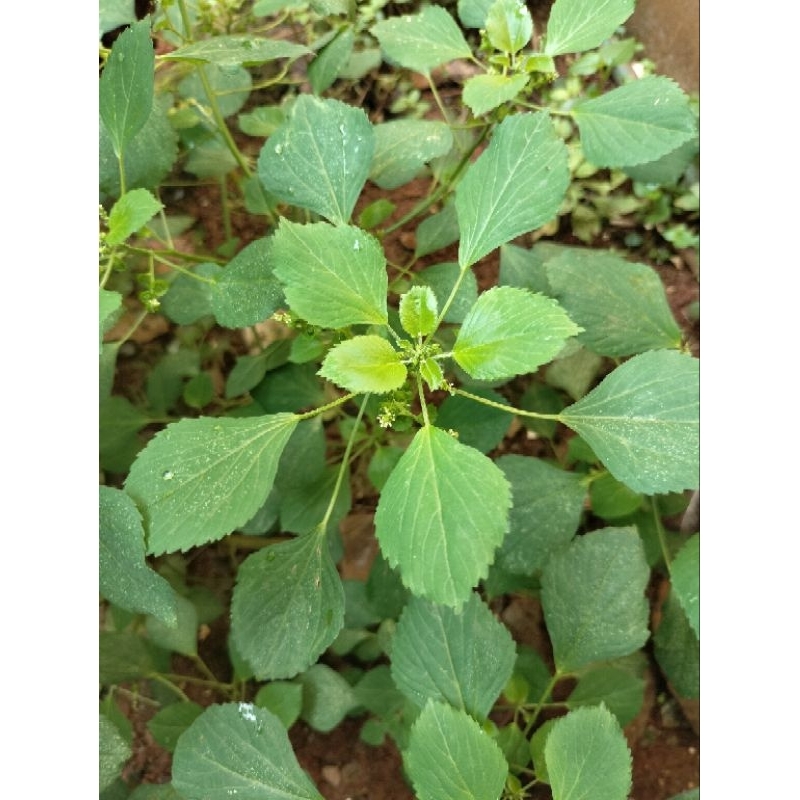 Jual Daun Tanaman Herbal Anting Anting atau Acalypha indica. L | Shopee Indonesia