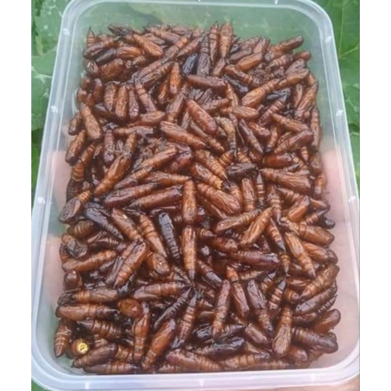 Jual ungkrung/entung goreng (ulat jati) | Shopee Indonesia