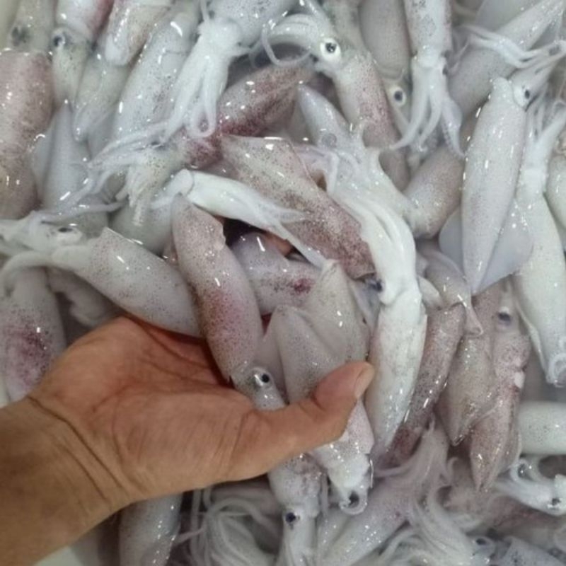 Jual cumi segar 500 gr | Shopee Indonesia