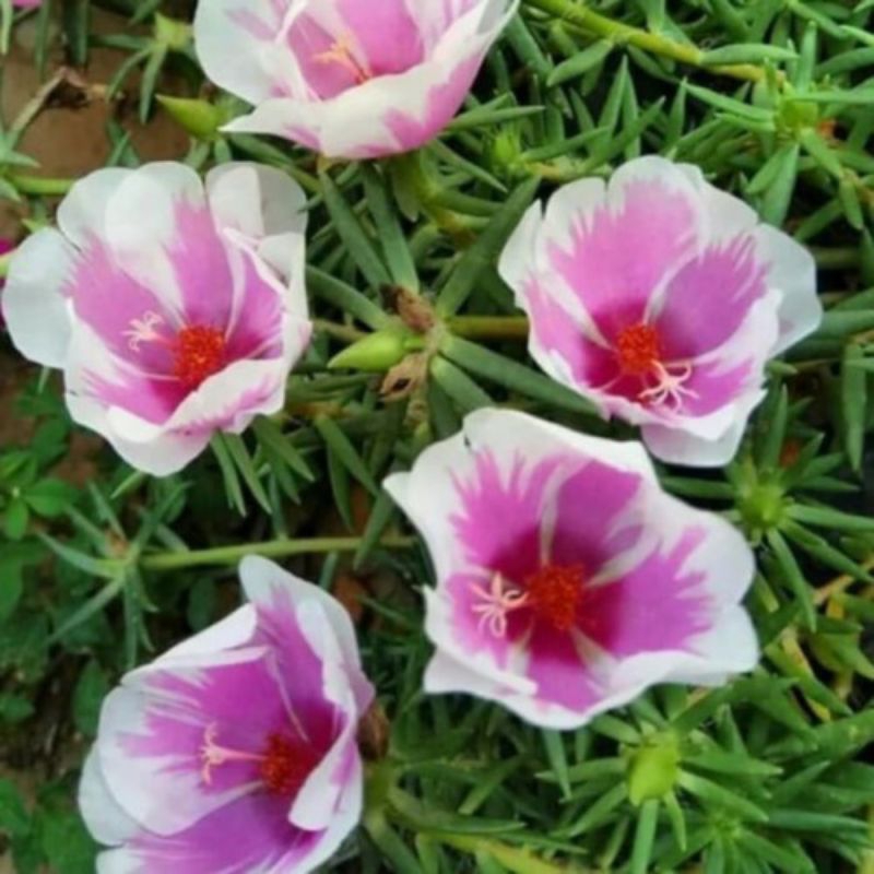 Jual 4stek batang bunga krokot giant stripe mossrose portulaca bunga ...
