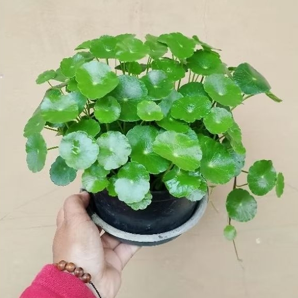 Jual daun centella asiatica pegagan leaves 25 lembar | Shopee Indonesia