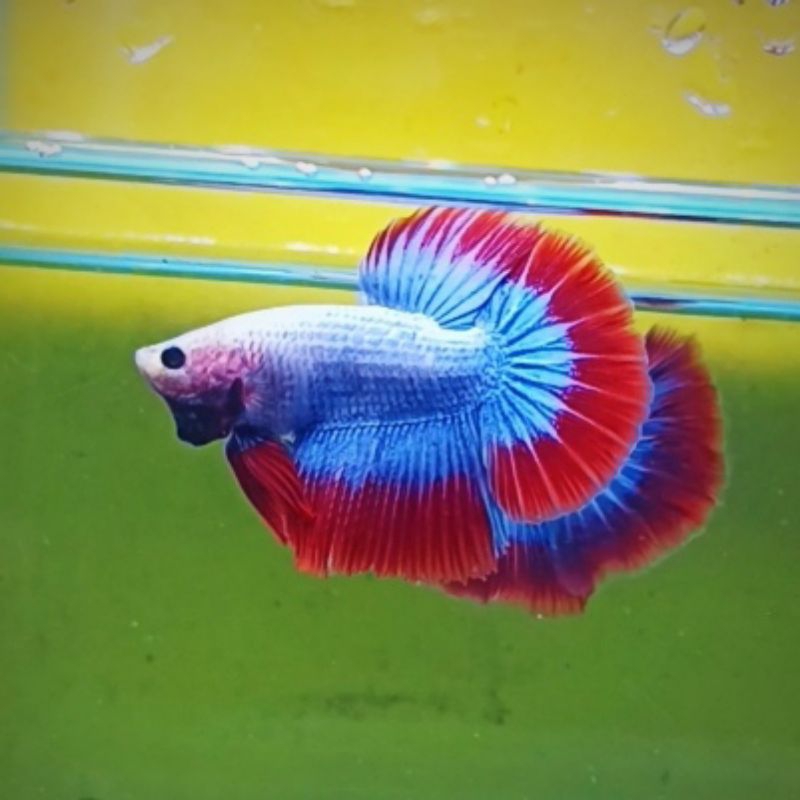 Jual IKAN CUPANG HM COMBI HALFMOON COMBI GRADE | Shopee Indonesia