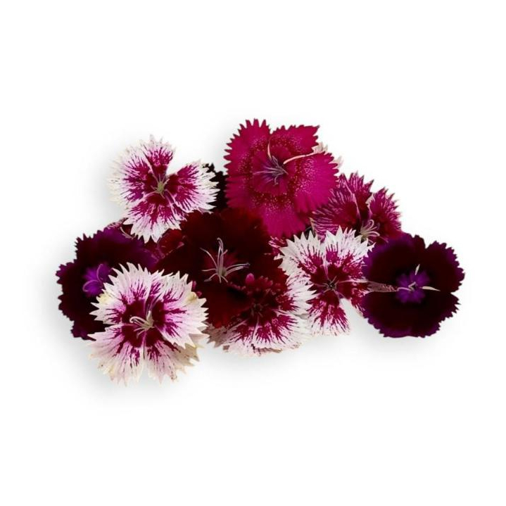 Jual EDIBLE FLOWER MIX Dianthus 30 pcs – Fresh Edible Flower – Bunga ...