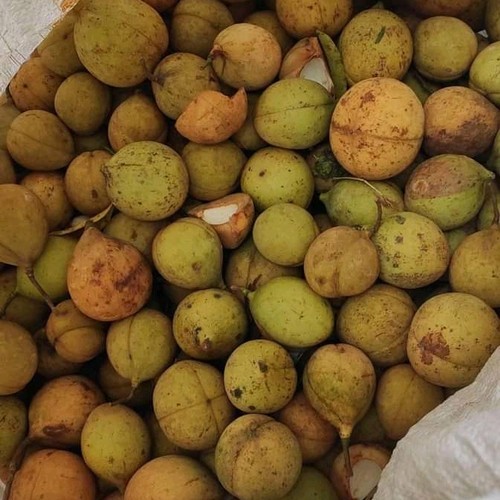 Jual buah Pala Segar/ Pala Muda Utuh 1kg / Buah Pala Segar Untuk Herbal ...