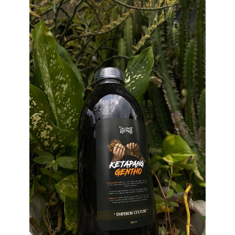 Jual KETAPANG GENTHO 1LITER ( CAIR PEKAT ) | Shopee Indonesia