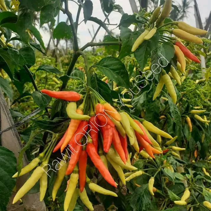 Jual 10 Biji - Benih Cabai Rawit ORION, Cabai Rawit Tipe Dompolan ...