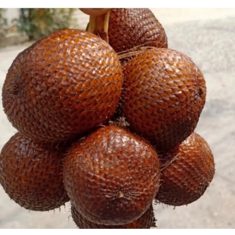 Jual Buah Salak Gula Pasir | Salak Gula Pasir Bali 1kg | Shopee Indonesia