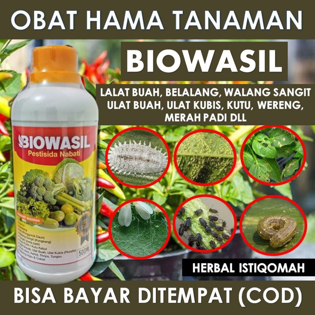 Jual PESTISIDA ORGANIK BIOWASIL, Obat Hama Lalat Buah, Walang Sangit ...