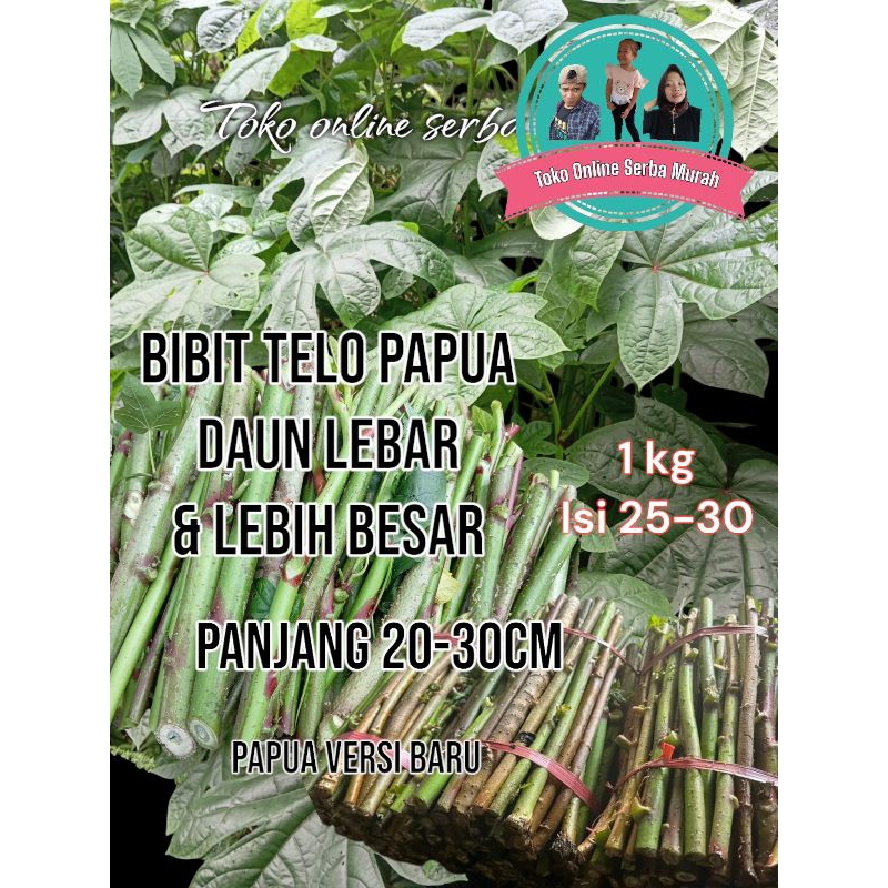 Jual New Varian bibit Singkong PAPUA daun lebar 1kg | Shopee Indonesia