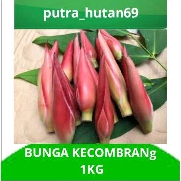 Jual BUNGA KECOMBRANG/BUNGA HONJE SEGAR 1kg | Shopee Indonesia