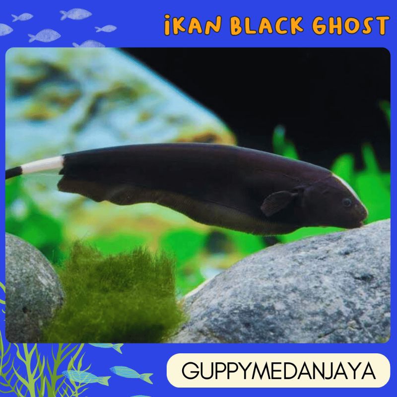 Jual ikan bulu ayam / ikan black ghost ikan hias aquarium aquascape ...