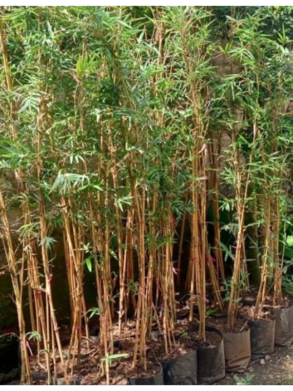 Jual Tanaman Rumpun bambu kuning kelisik kuning, perpolibek rimbun ...