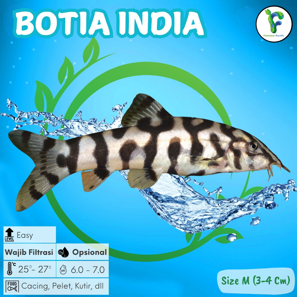 Jual Ikan India / Pakistan Algaeater Pemakan Alga / Lumut - Ikan Hias ...