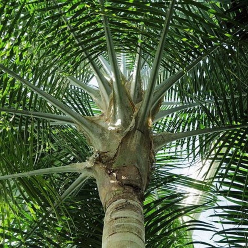 Jual Benih Langka / Biji Palem / Palm Seeds: Ravenea rivularis ...