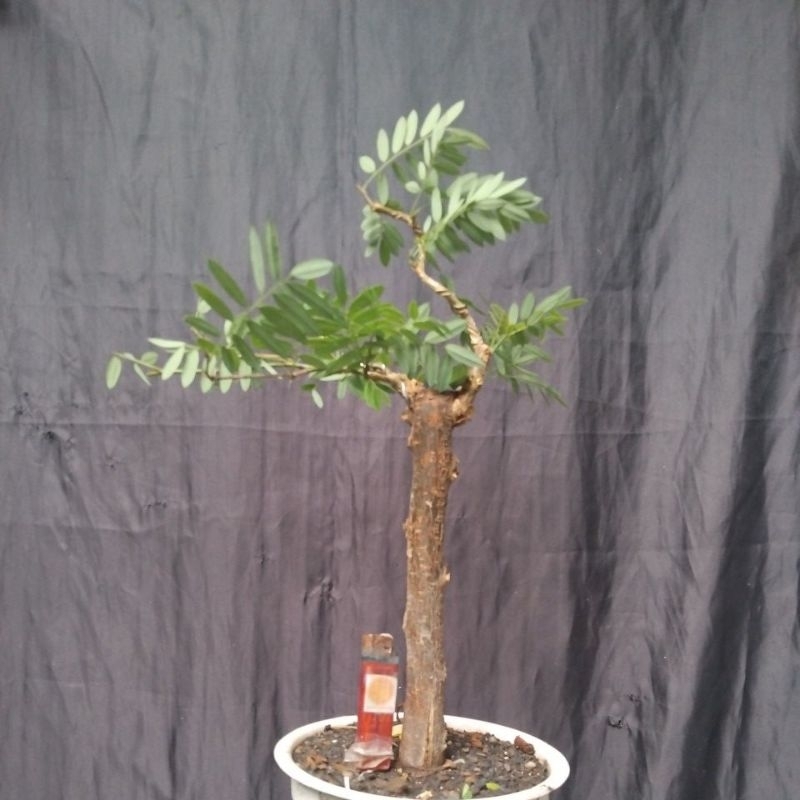 Jual Bahan Bonsai Rukau Small Medium The Maxx 30 cm real pick | Shopee ...