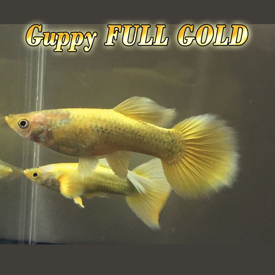 Jual COD BOX HIASAN AQUARIUM GUPPY FULL GOLD SEPAIR | Shopee Indonesia