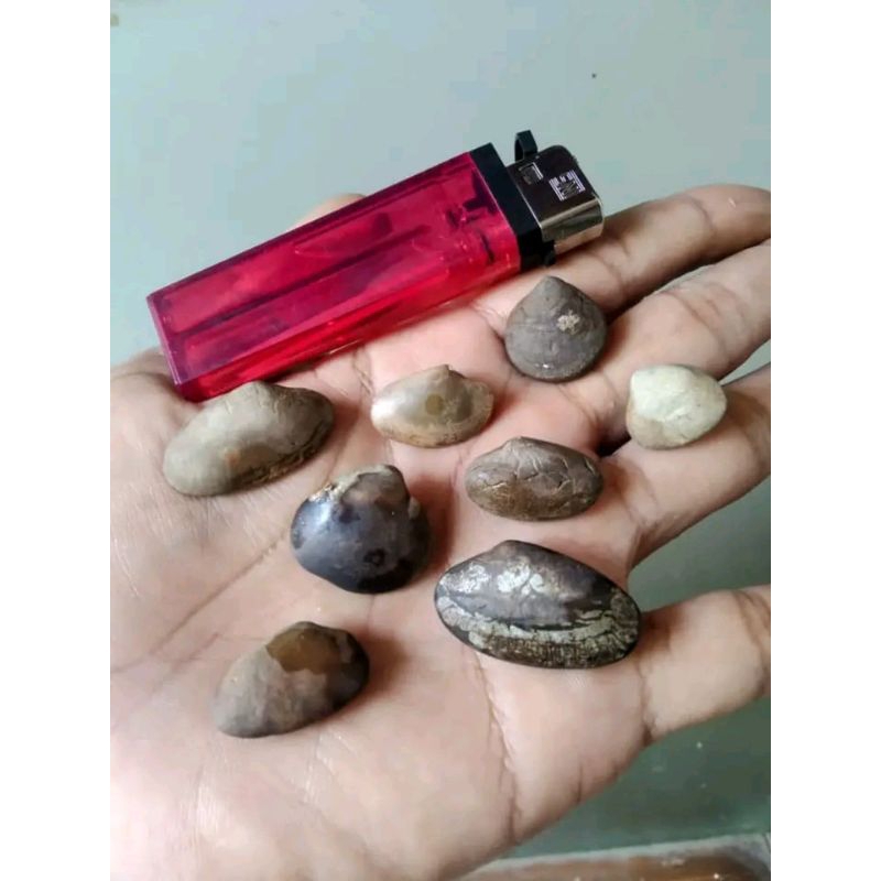 Jual kijing buntet asli alam brusia jutaan tahun | Shopee Indonesia
