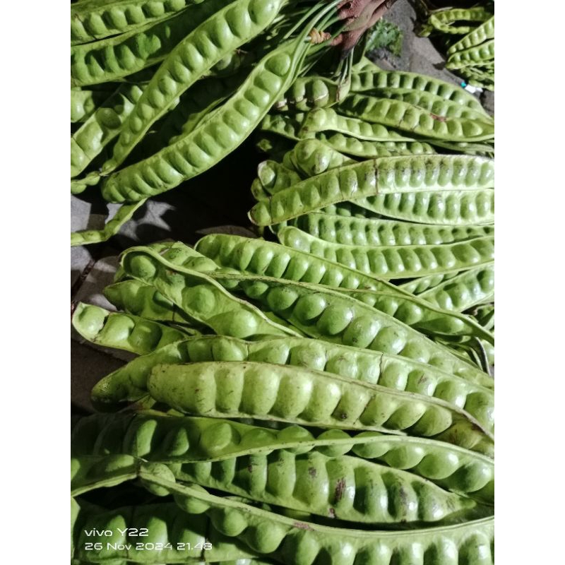 Jual PETE PETAI 1 IKAT ISI 10 [ PAPAN/LONJOR ] STOCK TERBATAS | Shopee ...