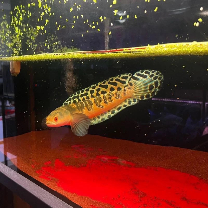 Jual (Cod) Maru yellow Sentarum/Maru Ys Jumbo size 20-30cm | Shopee ...