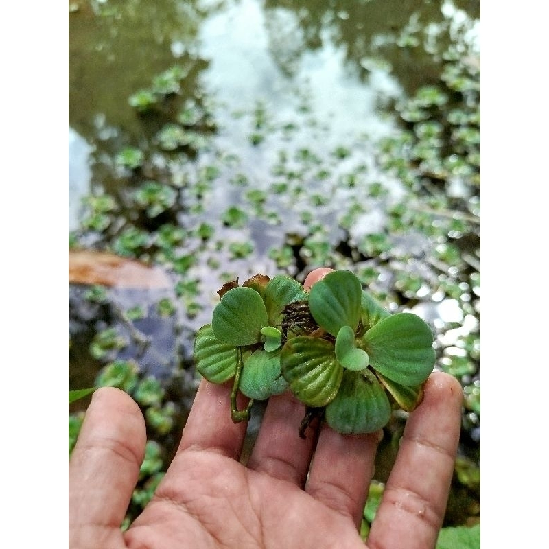 Jual Tanaman air apu apu mini untuk aquarium | Shopee Indonesia
