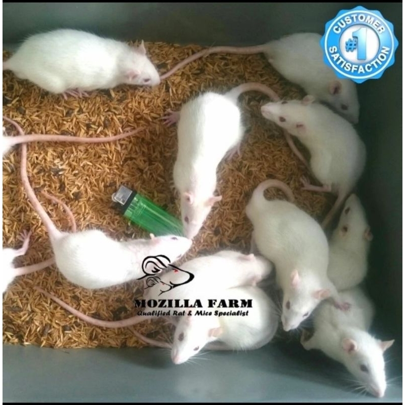Jual Tikus Putih Praktikum Jenis Rat Jantan ( 120-150g ) | Shopee Indonesia