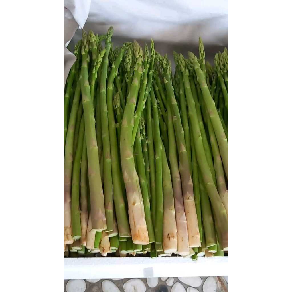 Jual Bibit Benih Asparagus F1 USA Bonggol Akar Apargus Aspragus Manis ...