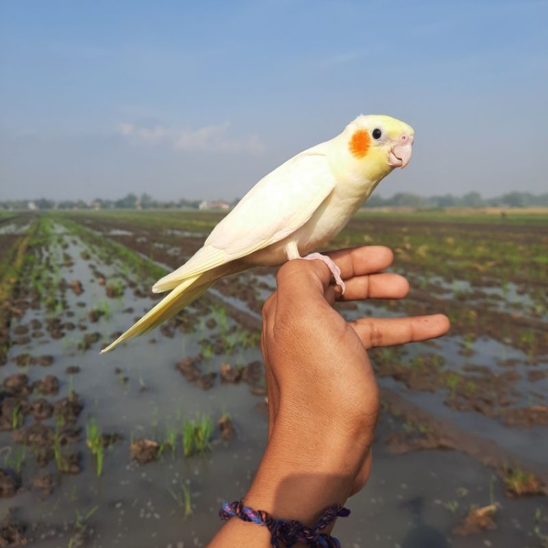 Jual FALK AMAN UNTUK MAINAN ANAK PARKIT AUSTRALIA LUTINO SKIL FREE FLY ...