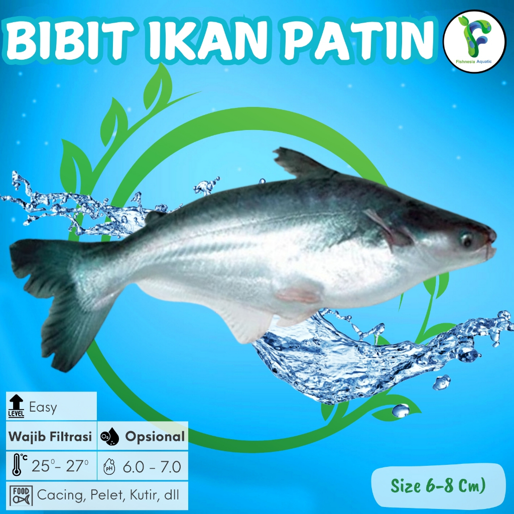 Jual Bibit Ikan Patin Hitam Budidaya Size 6-8 Cm | Shopee Indonesia