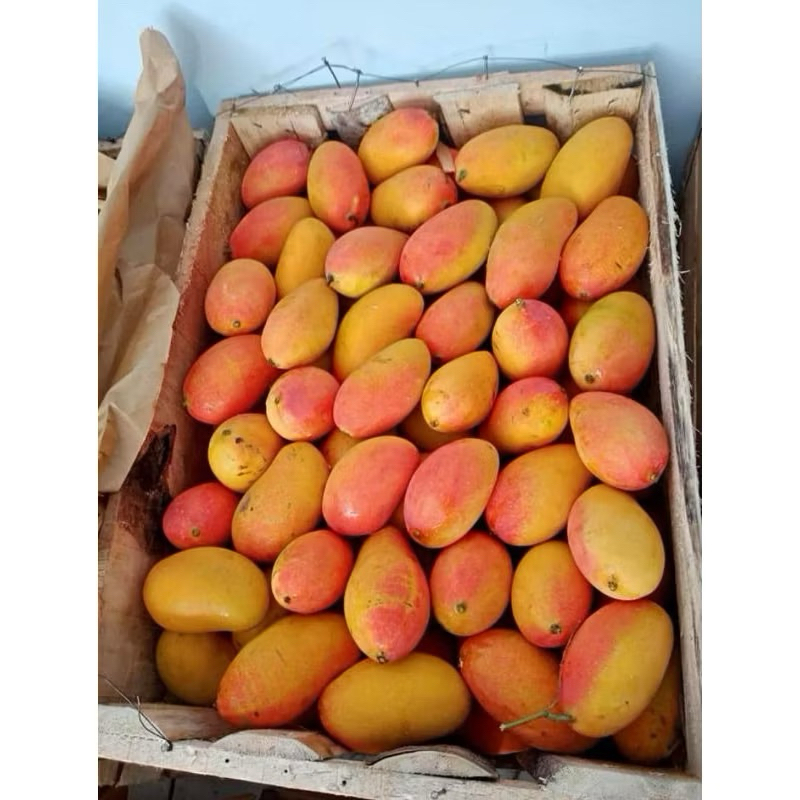 Jual Mangga Podang Gunung Masak Pohon Berat 1 Kg | Shopee Indonesia