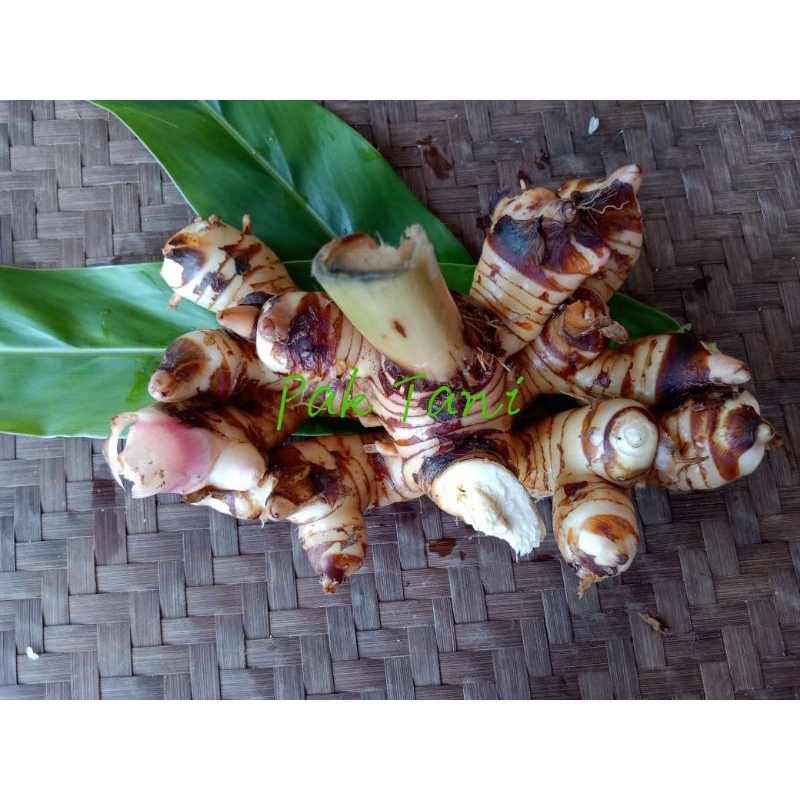 Jual Lengkuas Fresh _ Laos Segar_ Berat 500 gr | Shopee Indonesia
