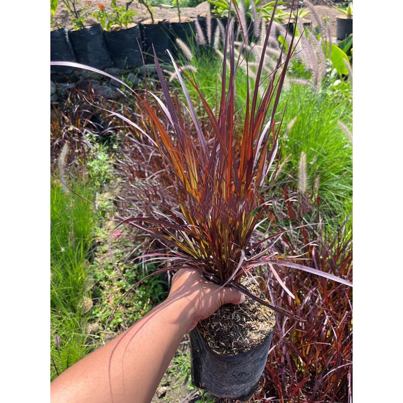 Jual Tanaman Paket 10 bonus 1 Alang Alang Ekor Kuda Merah | Ilalang ...