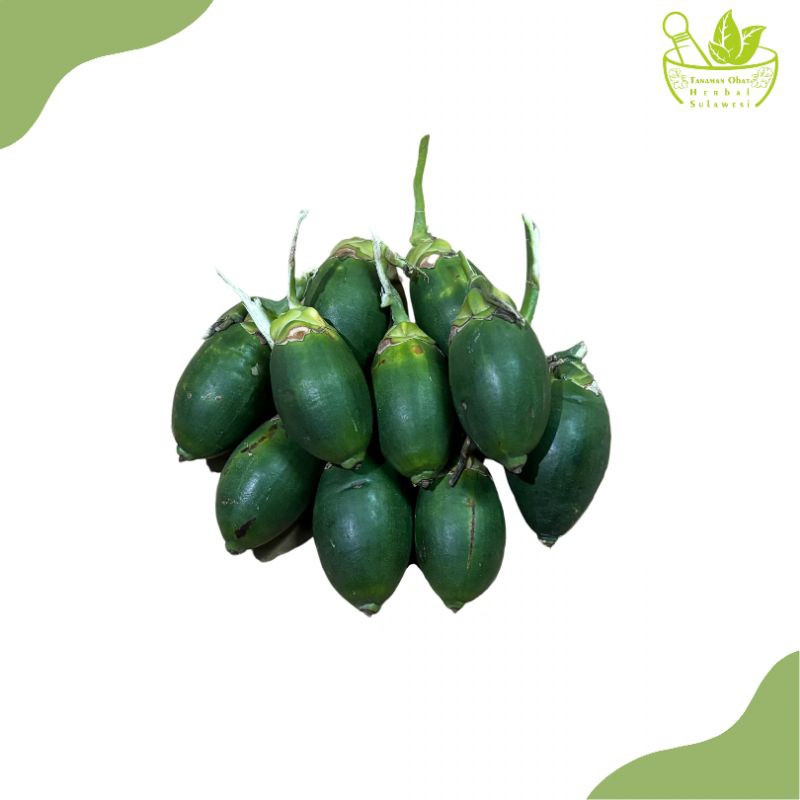 Jual Buah Pinang Muda Segar (10 Buah) | Shopee Indonesia