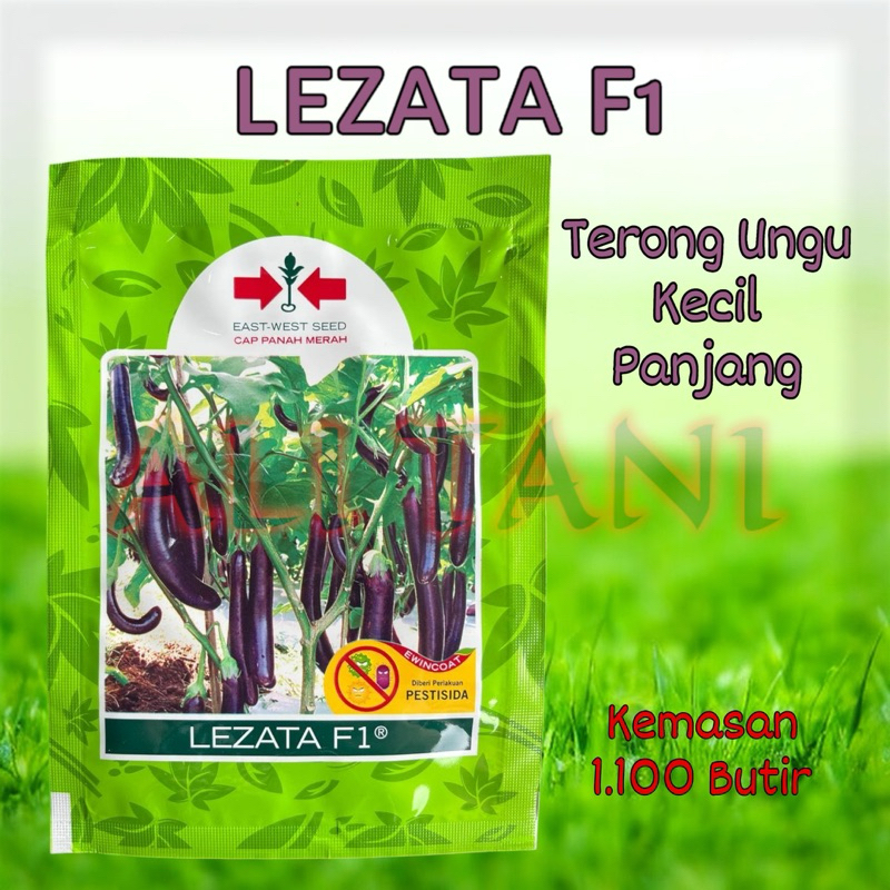 Jual LEZATA F1 Benih/Bibit Terung/Terong Ungu Panjang cap Panah Merah EWSI | Shopee Indonesia