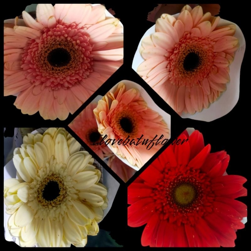 Jual Bunga Potong Garbera Bunga Segar Harga Per 10 Tangkai. | Shopee ...