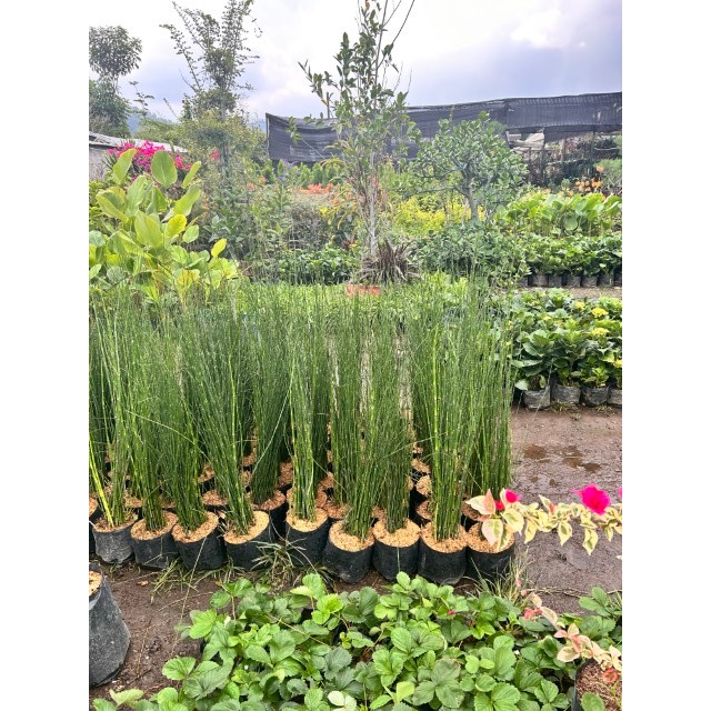 Jual Tanaman Bambu Air | Bambu Air Hias | Bambu air Hidup 50 cm | Bambu ...