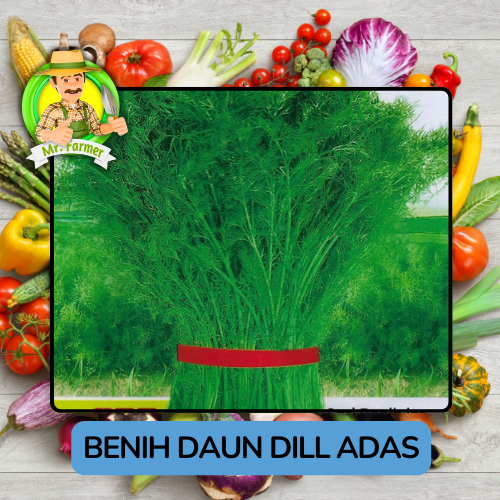 Jual Jneis Benih dill adas Jenis tumbuhan Rempah Rempah | Shopee Indonesia