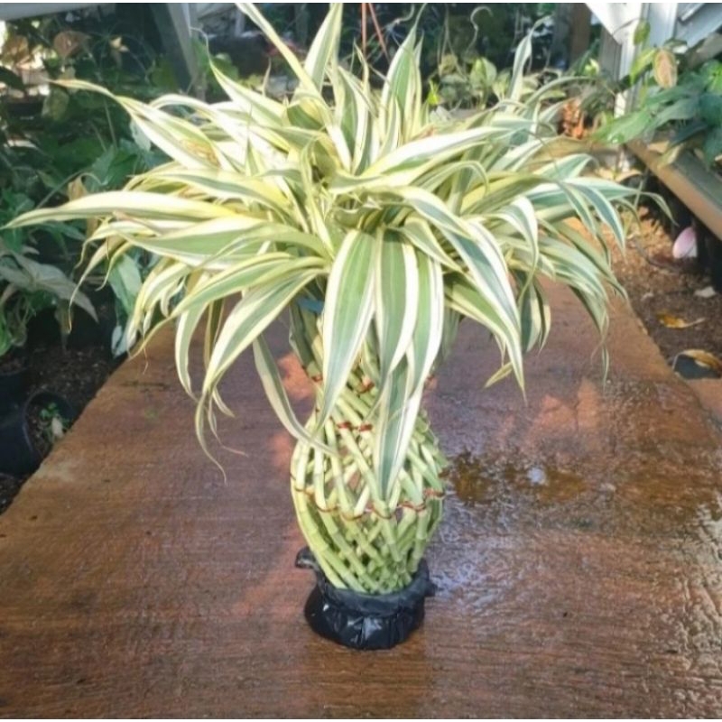 Jual Bambu Hoki/Bambu Lucky Gucci Varigata Rimbun Daun | Shopee Indonesia